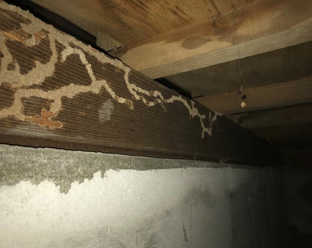 姫路市で害虫駆除・微生物検査なら衛生管理株式会社|姫路市田寺でのシロアリ被害実例